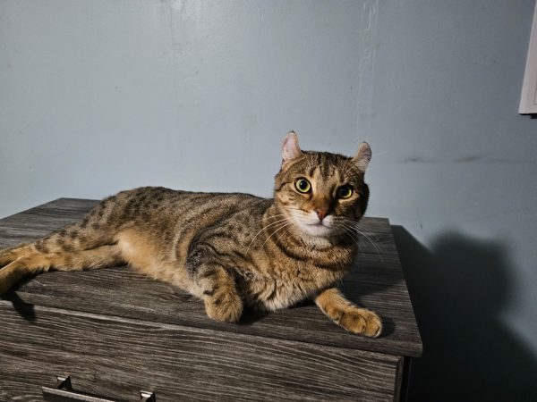 Highlander Cat Breed: Info, Pictures, Temperament & Traits - Catster