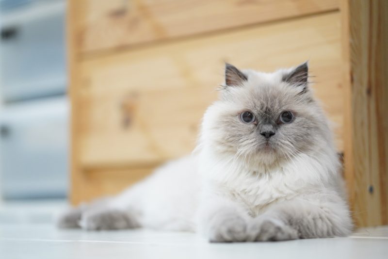 Himalayan Cat vs Ragdoll Cat: What’s The Difference? (With Pictures ...