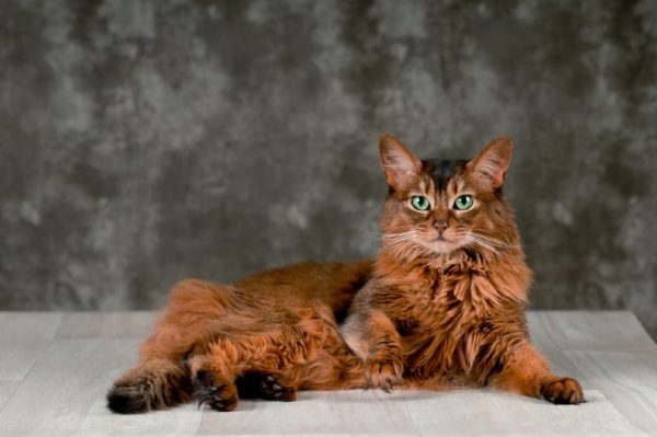 9 Types of Somali Cats: Colors & Patterns (With Pictures & Vet Verified ...