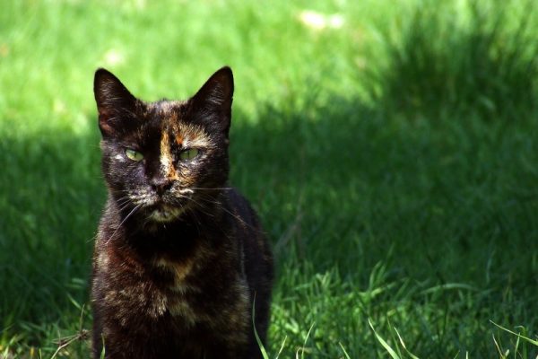 Blue Tortoiseshell Cat: 8 Interesting Facts (With Pictures) - Catster