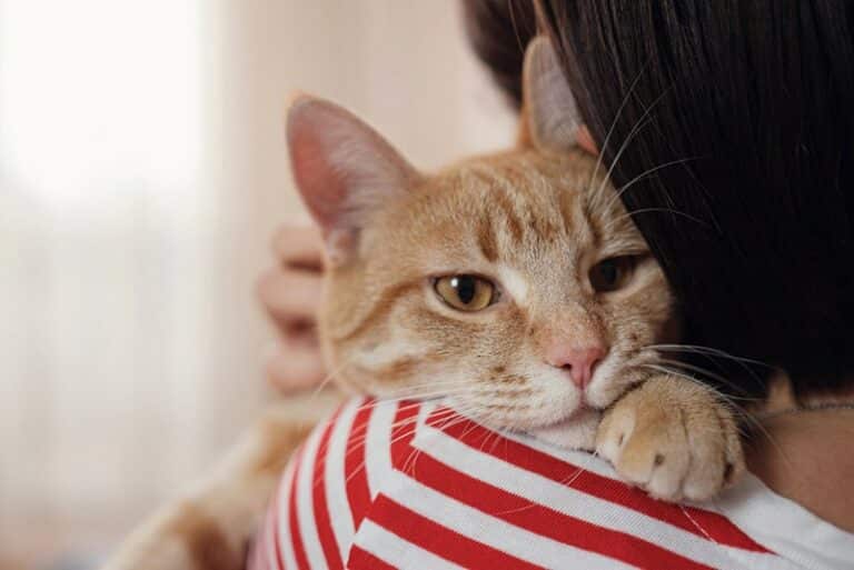 Do Cats Protect Their Owners? Vet-Verified Facts & Signs - Catster