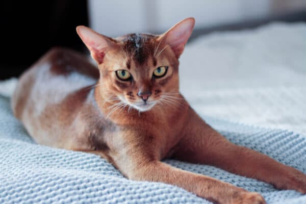 16 Unusual Abyssinian Cat Facts You'll Be Surprised To Learn - Catster