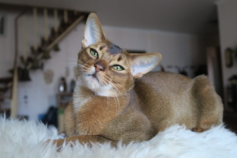 7 Abyssinian Cat Colors: An Overview (With Pictures) - Catster