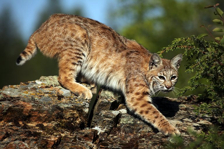 Maine Coon vs Bobcat: What’s the Difference? (With Pictures) - Catster