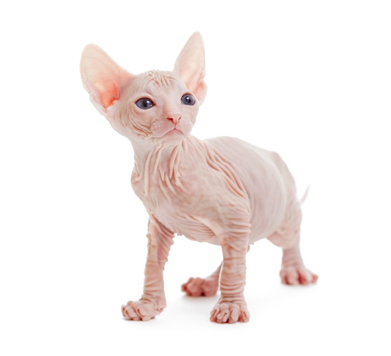 Donskoy Cat Breed: Info, Pictures, Temperament & Traits - Catster