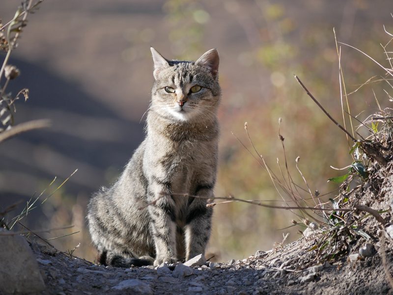 14 Cat Breeds With Curly Tails (With Info & Pictures) - Catster