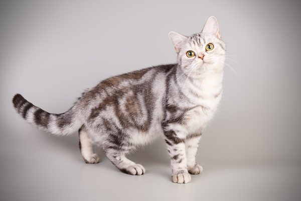 12 Round-Face Cat Breeds: Top Choices for Your Home (With Info ...