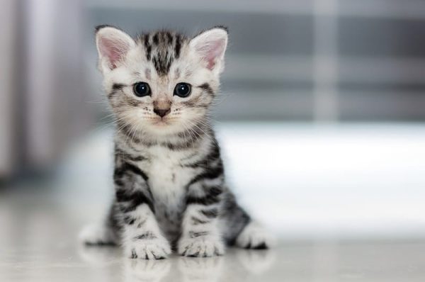 Kitten Development: First 12 Weeks (Vet-Reviewed Guide) - Catster