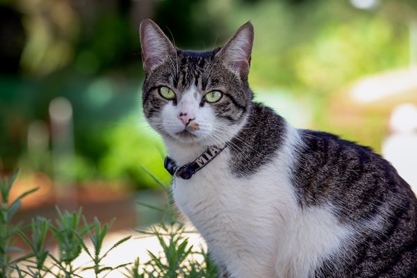 15 American Cat Breeds (With Info & Pictures) - Catster