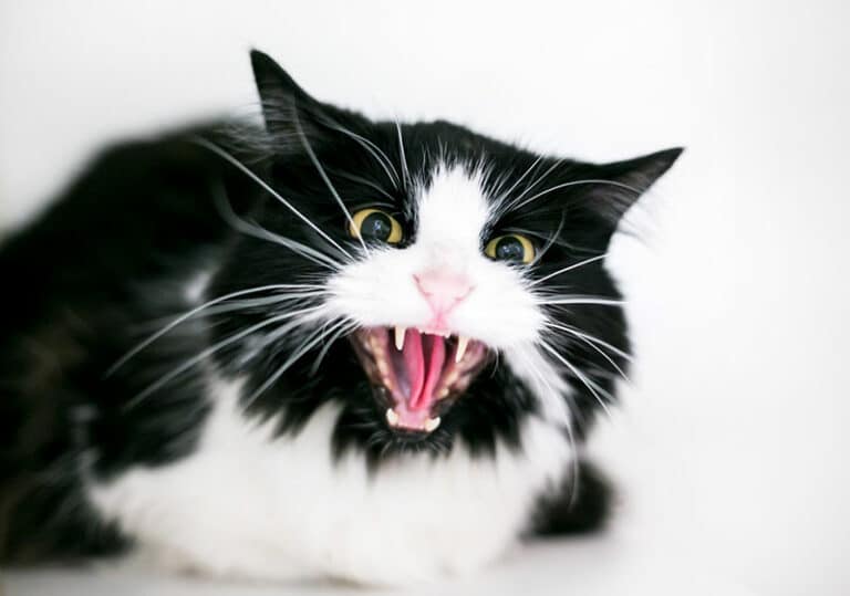 Do You Have an Aggressive Cat? Vet-Reviewed Triggers and Management ...