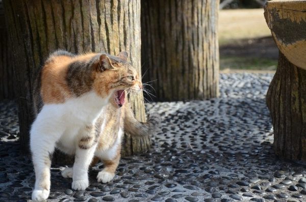 6 Reasons Your Cat May Attack You & How to Fix It - Catster
