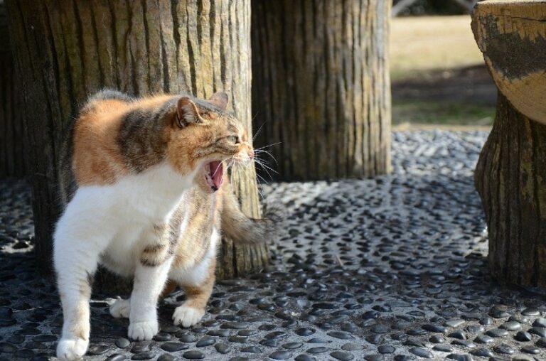 6 Reasons Your Cat May Attack You & How to Fix It - Catster
