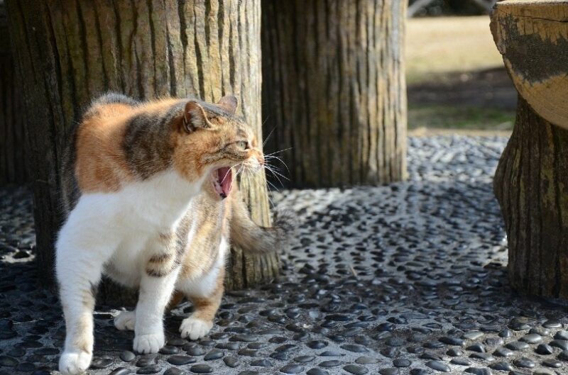 6 Reasons Your Cat May Attack You & How to Fix It - Catster