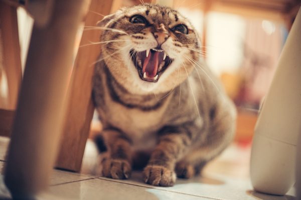 Why Does My Cat Attack Me & No One Else? 7 Vet-Reviewed Reasons & What ...