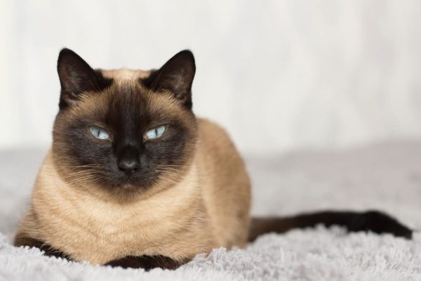 Siamese Cat Breed: Info, Pictures, Temperament & Traits - Catster