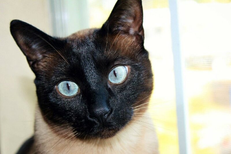 Applehead Siamese Cat Breed Info: Pictures, Traits & Facts - Catster