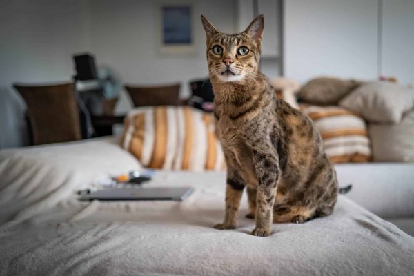 6 Incredible Ashera Cat Facts You'll Be Surprised to Learn - Catster