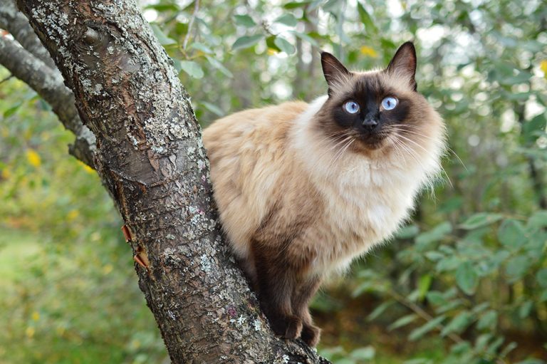 Balinese Cat Breed: Info, Pictures, Traits & Facts - Catster