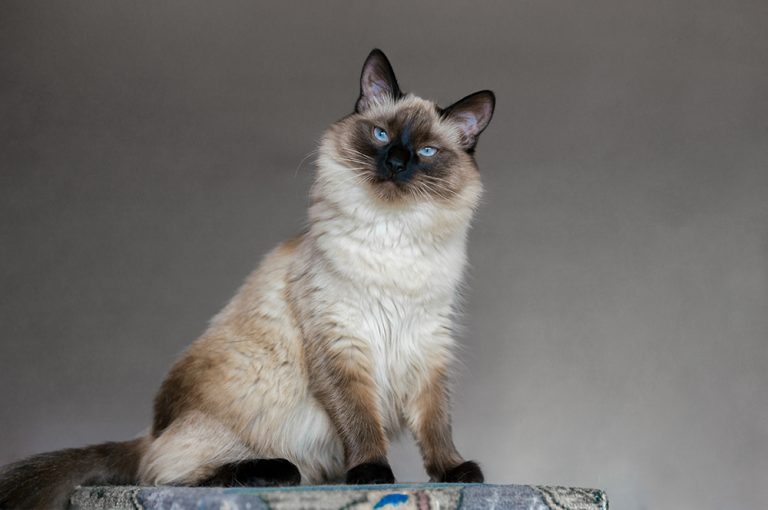 Balinese Cat Breed: Info, Pictures, Traits & Facts - Catster