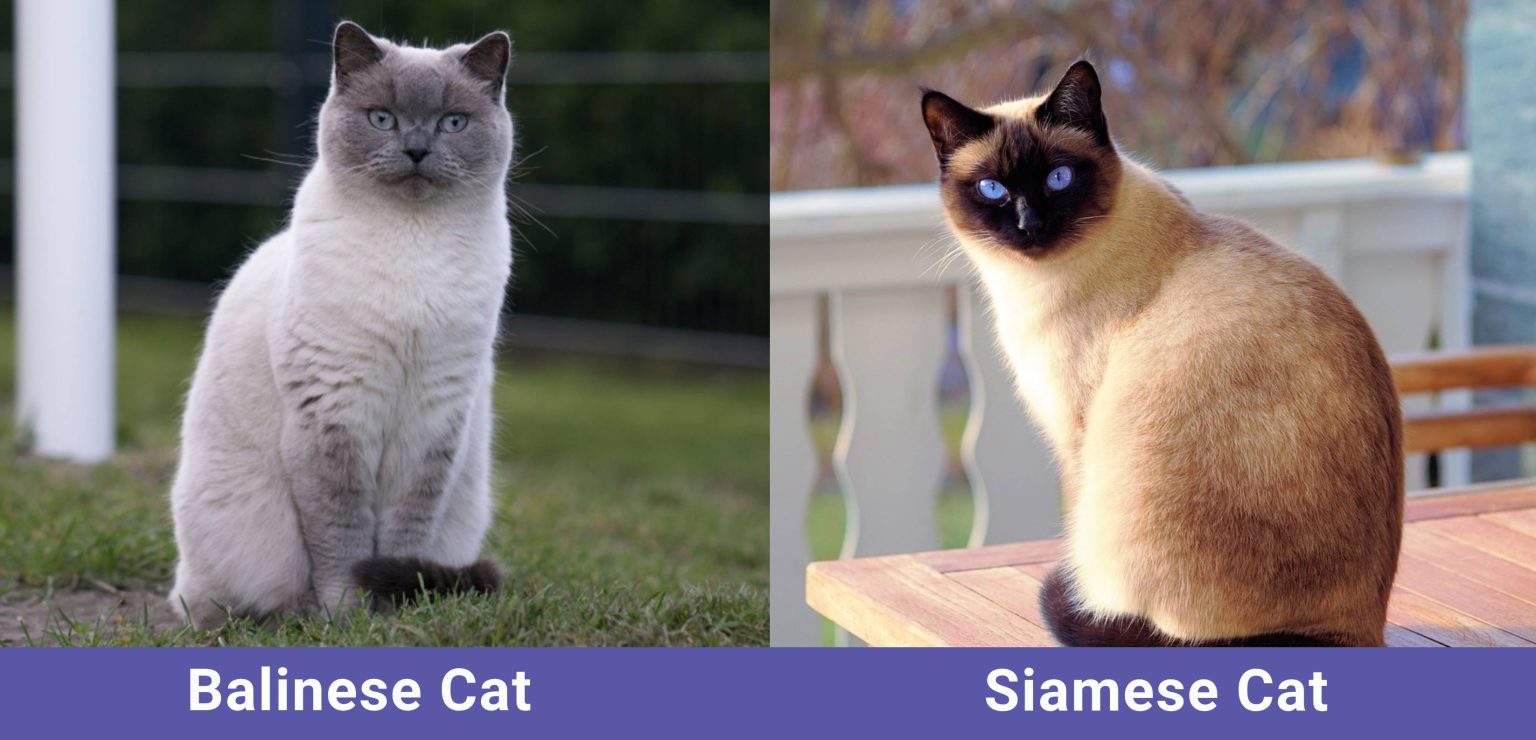 Balinese vs Siamese Cat: What's the Difference? (With Pictures) - Catster