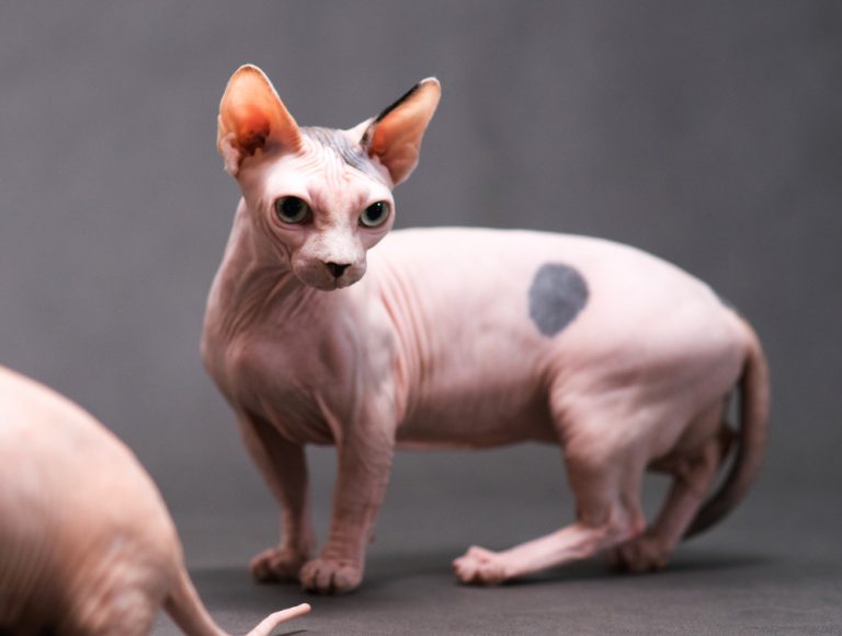 20 Weird & Strange-Looking Cat Breeds (With Info & Pictures) - Catster