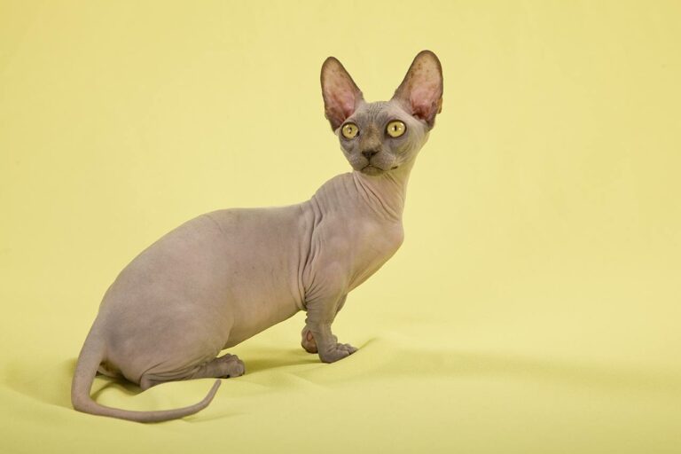 7 Cat Breeds With Very Short Legs: Vet-Approved Info & Pictures - Catster