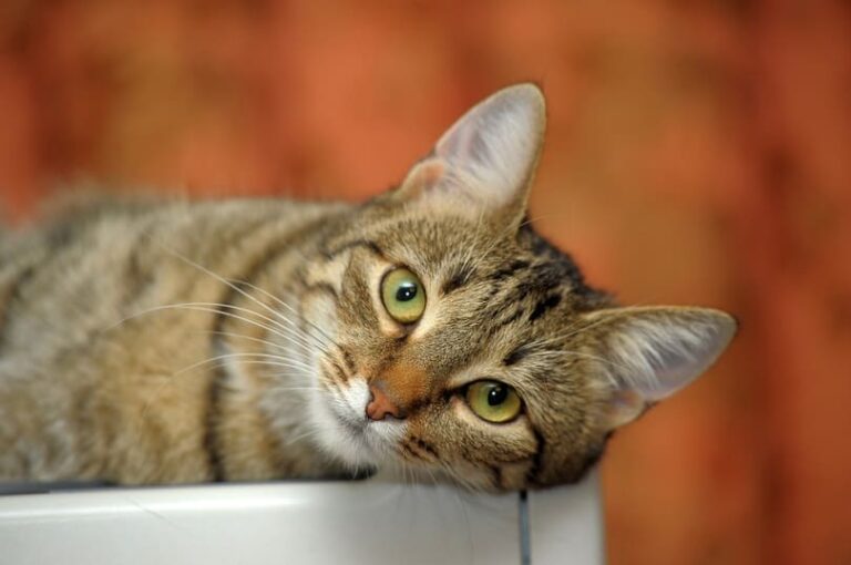 European Shorthair Cat Breed Info: Pictures, Temperament & Traits - Catster