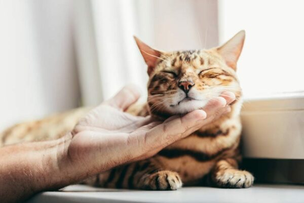 How to Tell if Your Cat Is Happy: 16 Vet-Reviewed Signs - Catster