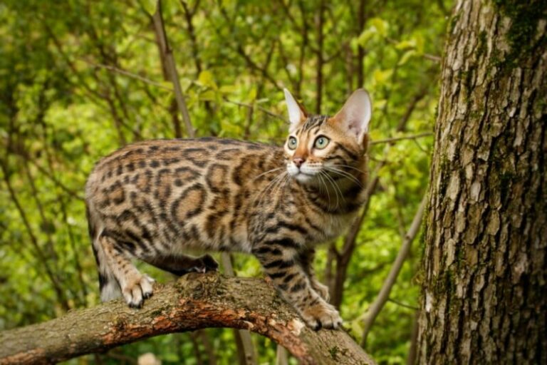 Bengal Cat History: Exploring Their Origins and Variants - Catster
