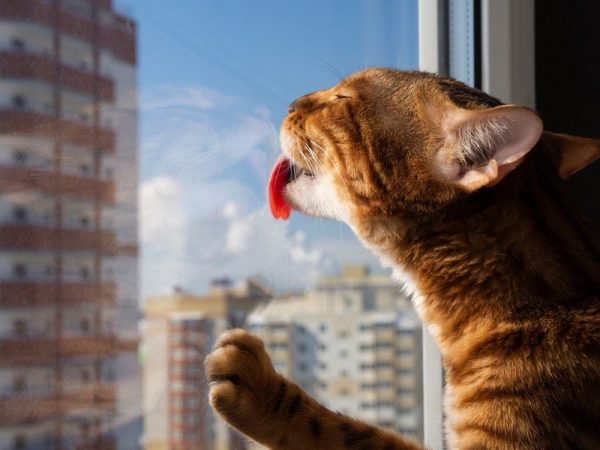 Why Does My Cat Lick Windows & Window Screens? Behaviour Explained ...