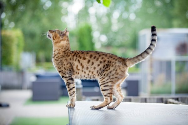 10 Types of Tabby Cat Colors & Patterns (With Pictures) - Catster