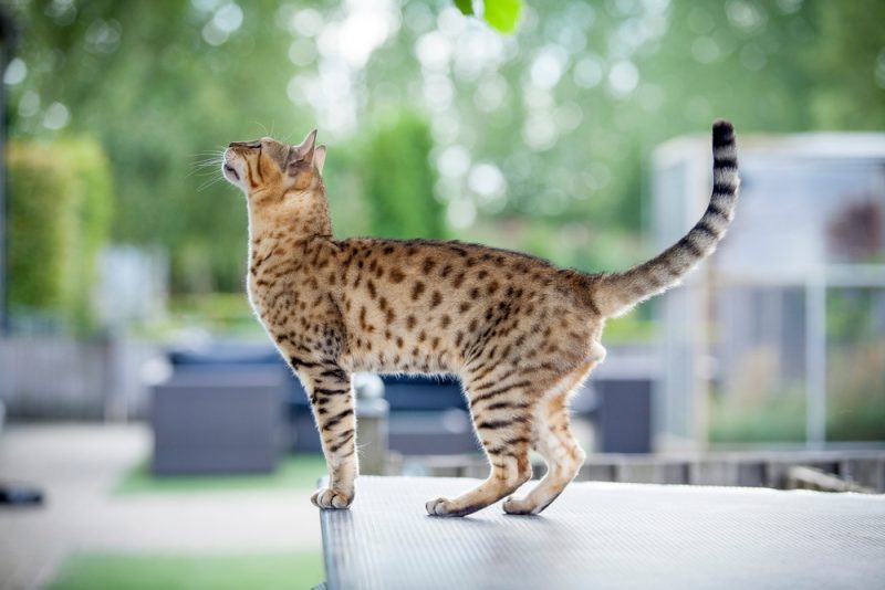 10 Types of Tabby Cat Colors & Patterns (With Pictures) - Catster
