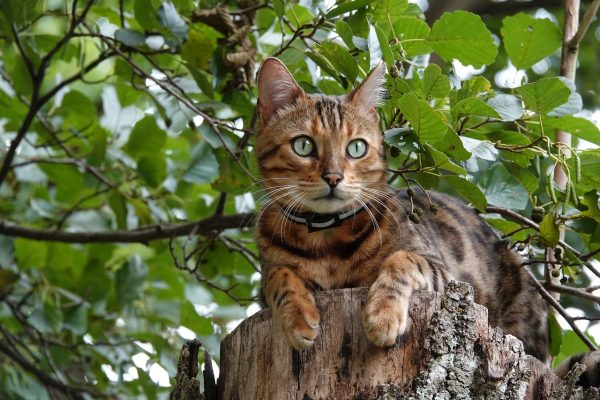 Can a Cat Climb Down a Tree? Vet-Reviewed Anatomy Facts & Rescue Tips ...