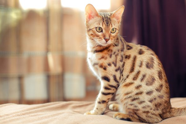 7 Unique Spotted Cat Breeds (With Info & Pictures) - Catster