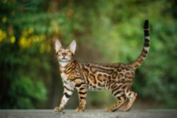 Caring For a 1-Year-Old Cat: Vet-Reviewed Health & Wellness Tips - Catster