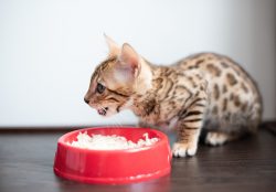 Can Cats Eat Rice? Vet-Approved Facts & FAQ - Catster