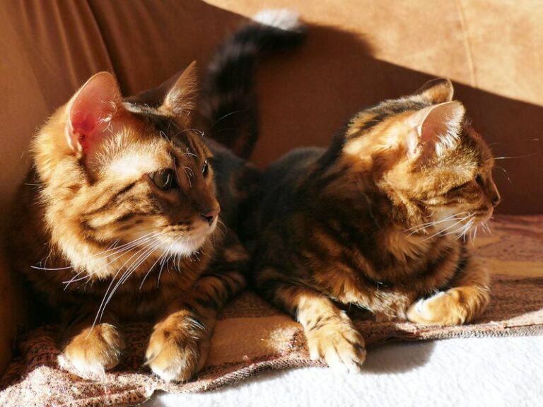 6 Amazing DIY Cat Cooling Pads You Can Create at Home (With Pictures ...