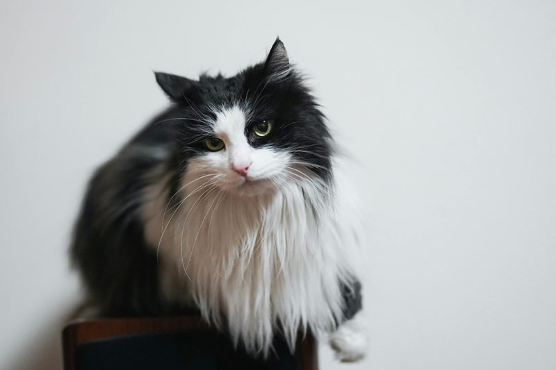 6 Cat Breeds With No Tails (Vet-Reviewed Info With Pictures) - Catster