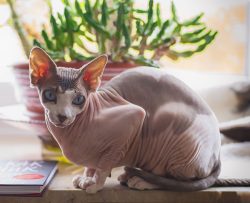 8 Different Sphynx Cat Colors: Vet-Verified Info & Pictures - Catster
