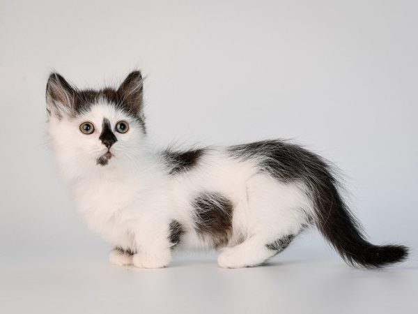 200+ Adorable Munchkin Cat Names: Unique Ideas for Your Kitty - Catster