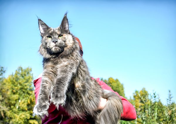 Maine Coon Cat Size: Info, Pictures & Height Comparison Chart (Vet ...