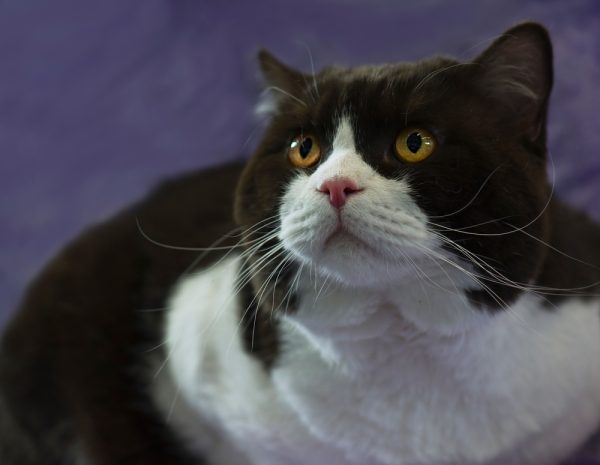 14 Black & White Cat Breeds (With Info & Pictures) - Catster