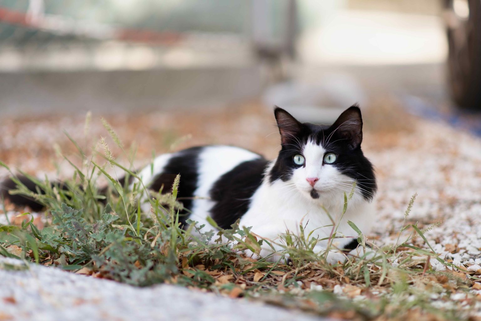 9 Bicolor Cat Patterns (With Info & Pictures) - Catster