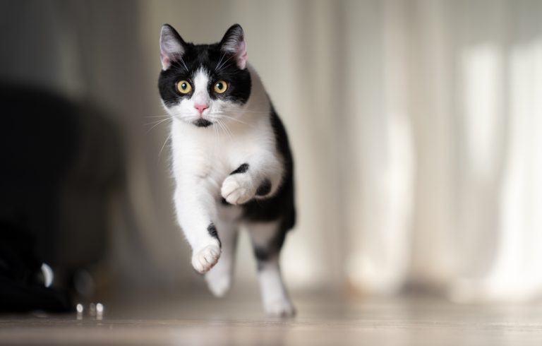 How Fast Can a House Cat Run? Record & Average Speeds - Catster