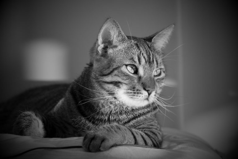 18 Great Cat Photography Ideas for Your Next Photoshoot (With Pictures ...