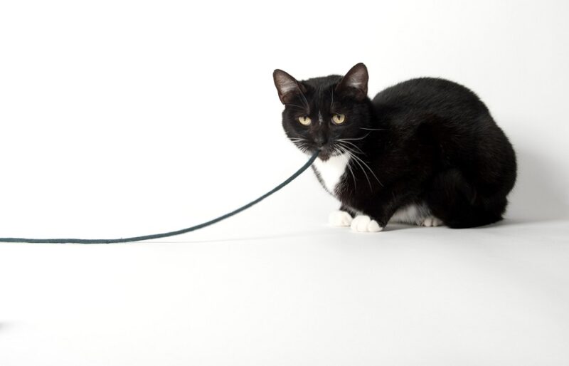 Why Do Cats Love String? 5 Vet-Reviewed Reasons for This Behavior - Catster