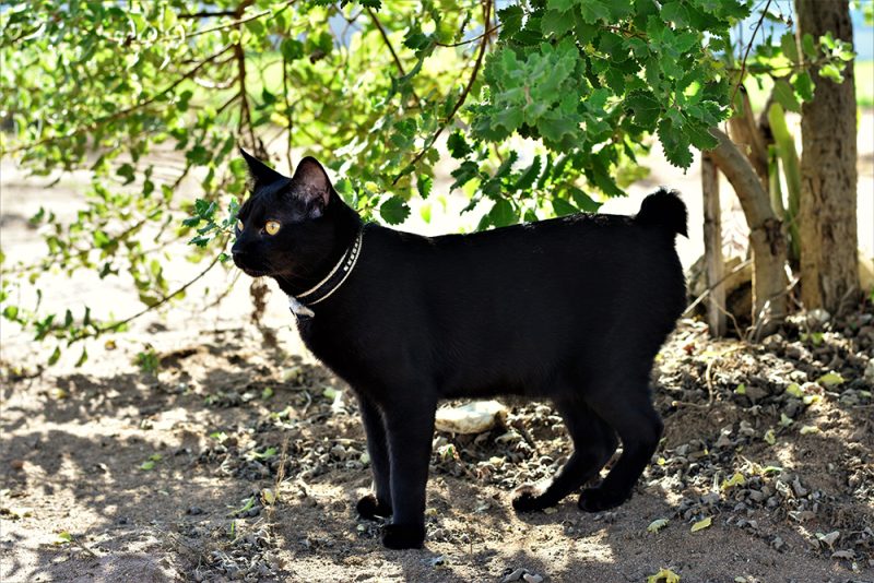 14 Gorgeous Black Cat Breeds (With Info & Pictures) - Catster