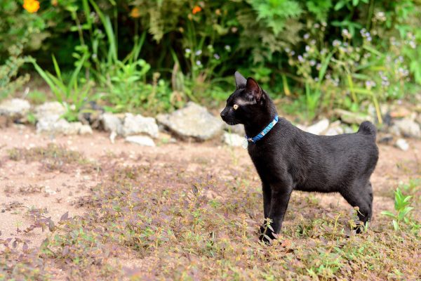 6 Cat Breeds With No Tails (Vet-Reviewed Info With Pictures) - Catster