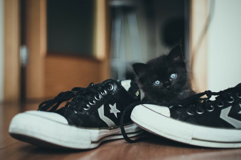 Why Do Cats Love Shoes? 3 Vet-Approved Reasons for This Behavior - Catster