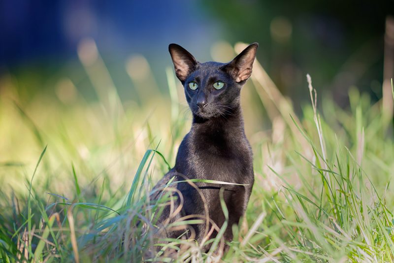 8 Common Cat Colorings That Prove Every Feline is a Work of Art - Catster